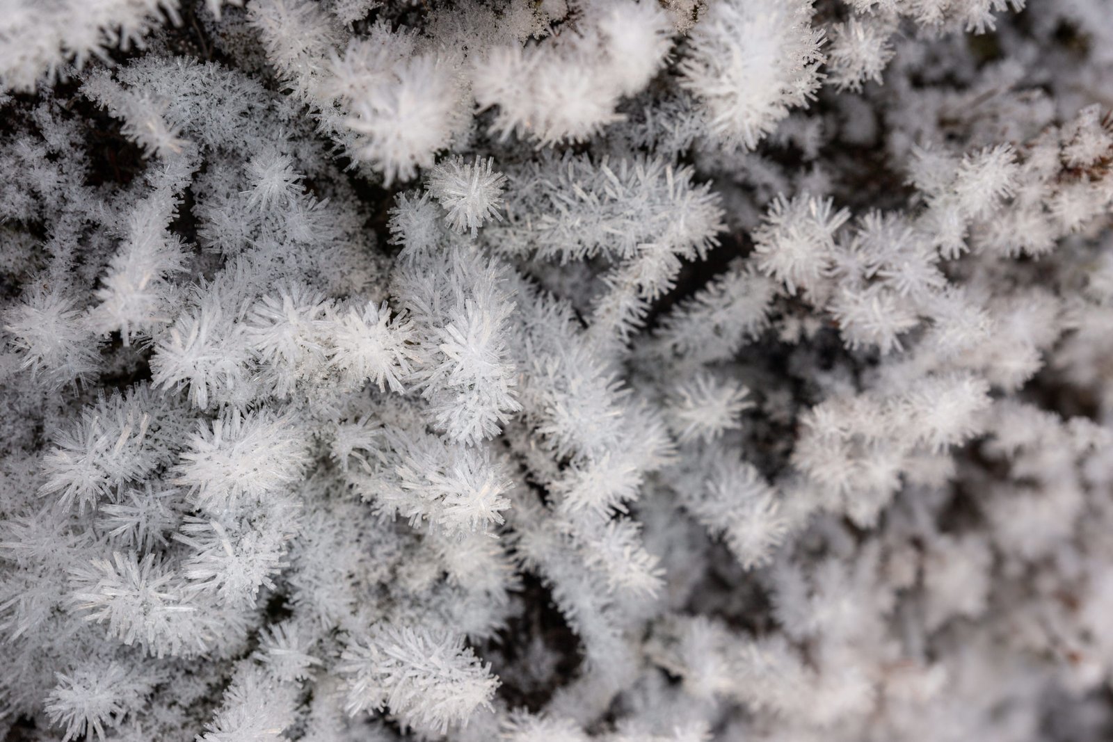 Mt Torlesse in Summer and Winter | Flightless Kiwis